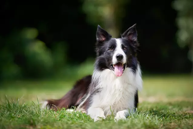 10 Baka Anjing Teratas Yang Biasa Ditemui di Tempat Perlindungan 11772_9