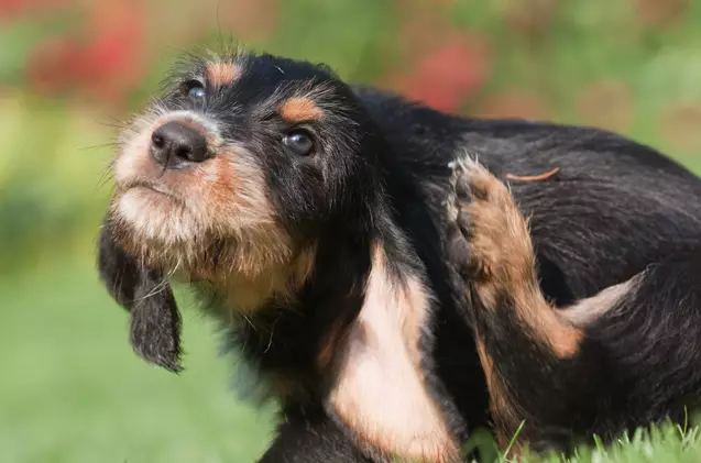 Repelente de mosquitos naturalmente seguro para cães.com 11850_1