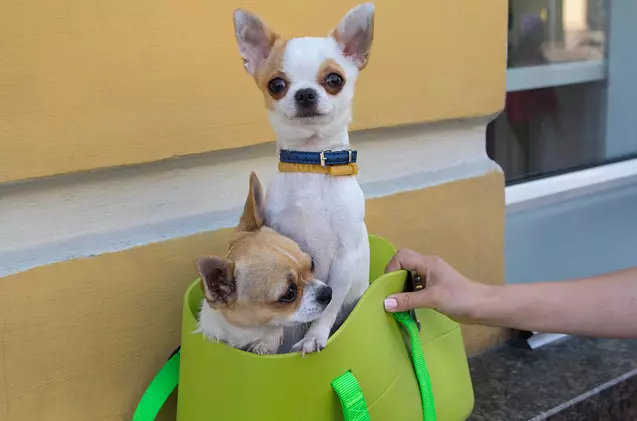 Información e imágenes de las 10 mejores razas de perros en miniatura 12155_1