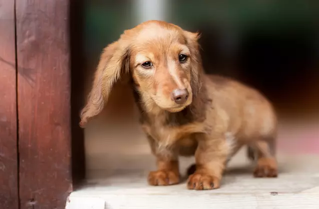 Nếu bạn đang tìm kiếm một chú chó nhỏ cỡ pint, hãy thử những giống chó nhỏ này để biết kích thước!