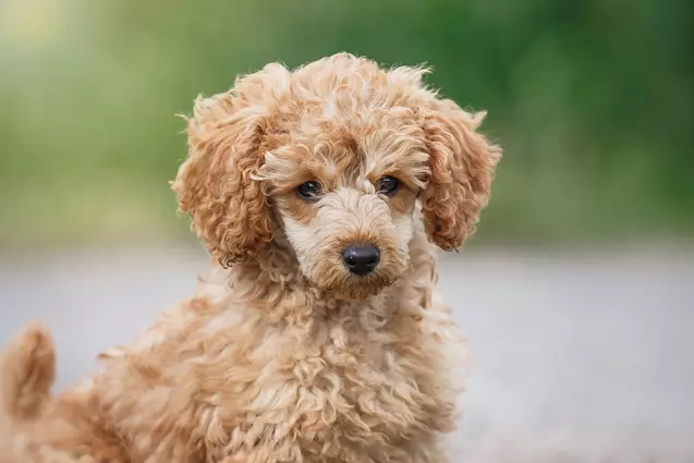 Má tá tú ag lorg pooch pionta-mhéid, bain triail as na pórtha madraí mionsamhla seo ar mhéid!