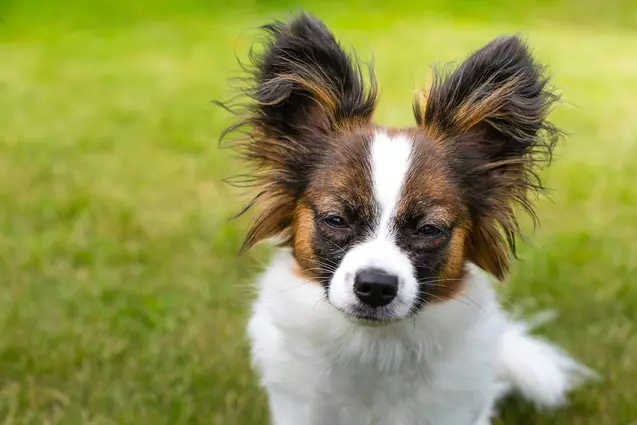 Bira bardağı büyüklüğünde bir köpek arıyorsanız, bu minyatür köpek ırklarını boyut için deneyin!