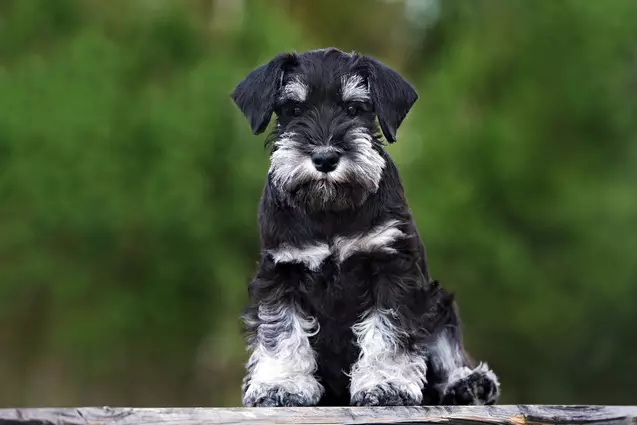 Se estás buscando un perro do tamaño dunha pinta, proba estas razas de cans en miniatura por tamaño.