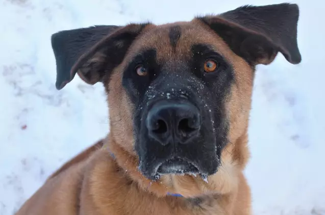 Haftanın Kabul Edilebilir Köpeği - Brody 12168_1