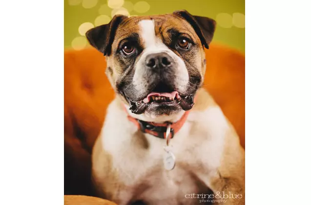 Dog Adoptable Of The Week - Gumu 12201_1