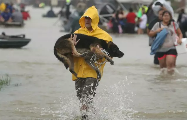 Blink-182 Mark Hoppus Music Goes To The Dogs... of Hurricane Harvey
