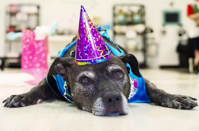 Petco Nyiaj so koobtsheej Whes Come True For Senior Dog Who Wins $25,000 12268_1