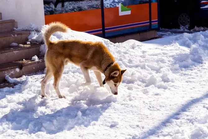 Peringatan: Bahaya Mematikan Keracunan Antibeku pada Anjing 12281_1