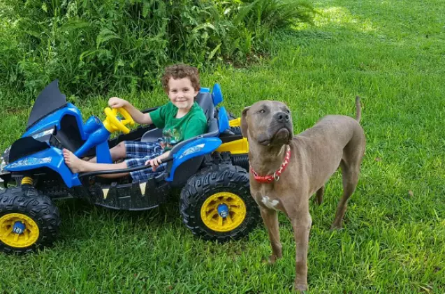 Family Pittie verndar börn gegn eitruðum snákaárásum 12297_1