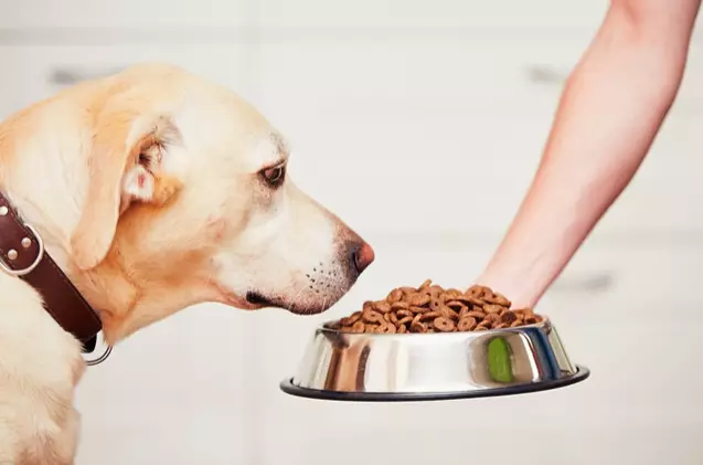 La nourriture pour chiens sur mesure fabriquée par une IA est-elle l'avenir de la nutrition canine ? 12376_1