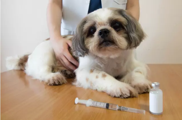 Morris Animal Foundation accorde 775 000 $ pour tester un vaccin contre les tumeurs osseuses chez les chiens 12393_1