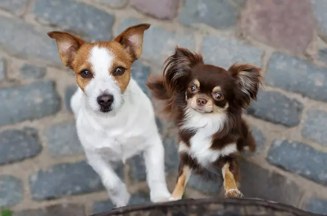 5 einfache Tipps, um Ihren Hunden die gleiche Aufmerksamkeit zu schenken 12505_1