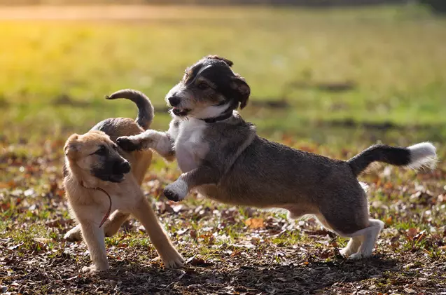 Çok Köpekli Evinizde Köpek Dövüşleriyle Nasıl Başa Çıkılır? 12506_1