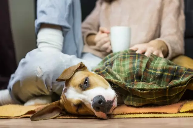 Estudio: Los dueños de mascotas son propensos a sufrir depresión cuando las mascotas están enfermas 12519_1