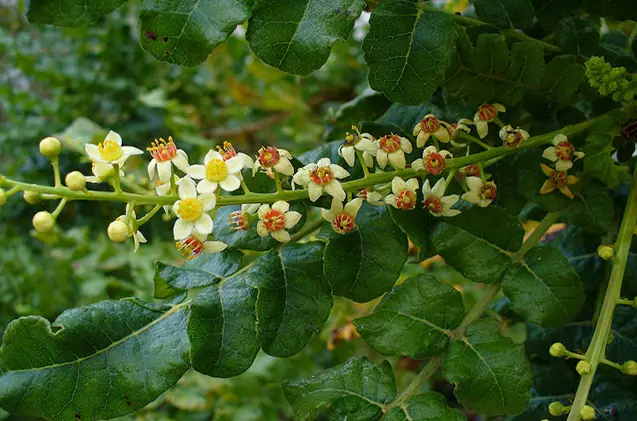 boswellia-कुत्रा-परिशिष्ट