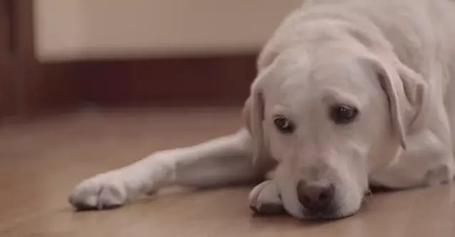 Buddy Makes Us Bawl: Budweiser's Emotional Anti Drinking Ad [Video] 12682_1