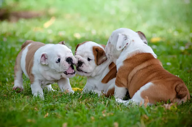 Ensine seu cão alguma classe no jardim de infância do filhote de cachorro 12723_1