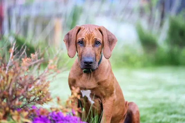 Qu'est-ce que le sinus dermoïde chez le chien ? 12751_1