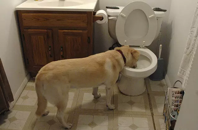 Hoe u kunt voorkomen dat uw hond uit het toilet drinkt? 12829_1