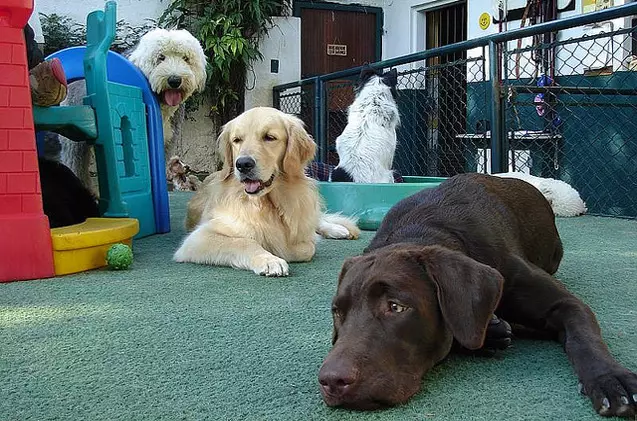 Nkịta Nne na Nna Nkịta: Doggie Daycare ọ bụ ojoro? 128_1