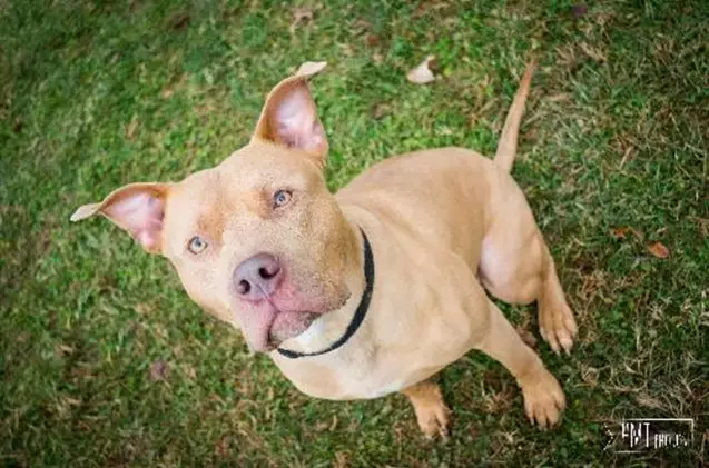 Dog Adoptable Of The Week - Simon 12902_1