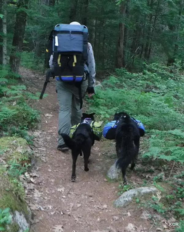 Ny nataoko tamin'ity fahavaratra ity: Adventure Canine Canoe ao Nova Scotia Fizarana 2 12921_3