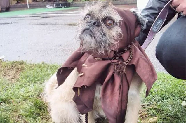 6 starwarpugů