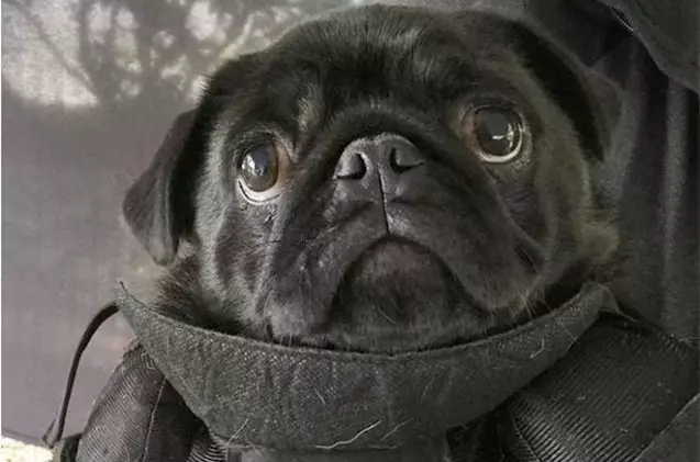 7 starwarpugs