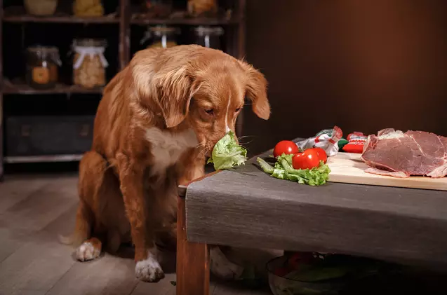 Konu Köpek Mamasına Geldiğinde “İnsan Derecesi” Ne Anlama Geliyor? 13064_1