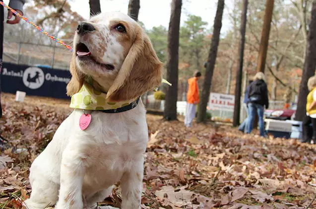 Koseemani Ayanlaayo: Animal Aid USA 13097_1