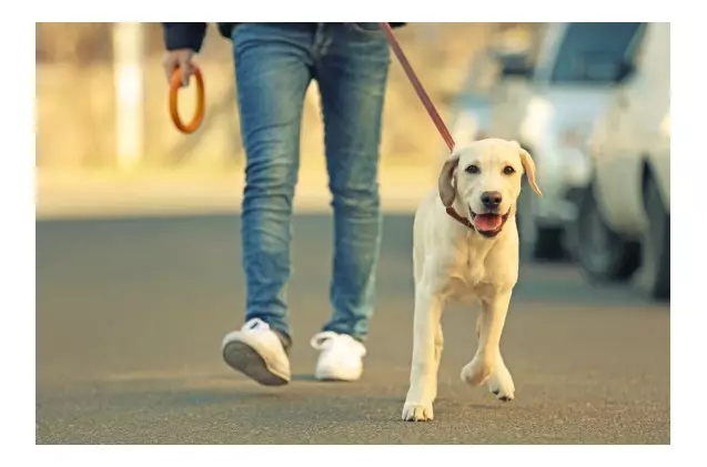 Une enquête prouve qu'avoir des animaux de compagnie est bon pour la santé 13127_1