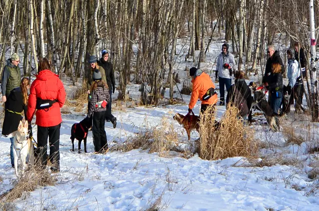 Cómo encontrar el instructor de mushing urbano adecuado 13132_1