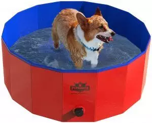 Meilleures piscines pour chiens 13228_6