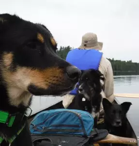 dog-canoeing-p-2-1