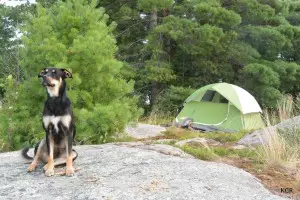 dog-canoeing-p-2-2