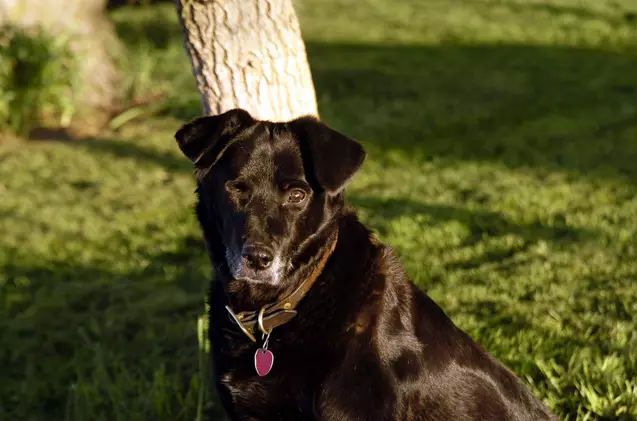 O que você deve saber sobre a adoção de um cão com necessidades especiais 13391_1