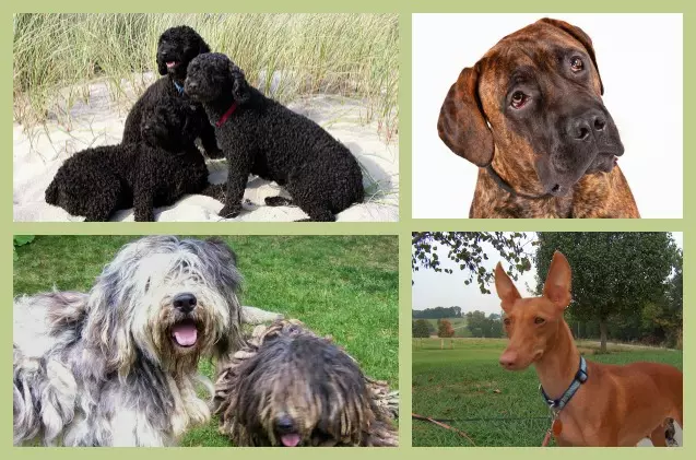 American Kennel Club legger til 4 hunderaser til sine rekker 13428_1