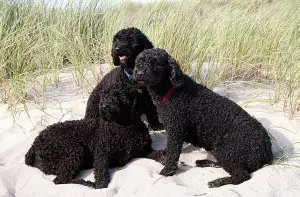 SpanishWaterDog