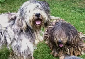 Bergamasco