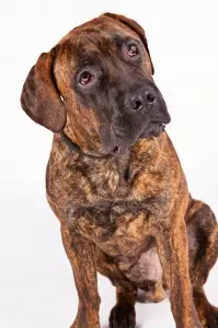 BoerBoel1_head