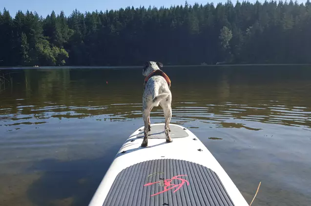 5 maneiras de remar com seu cão 13571_1