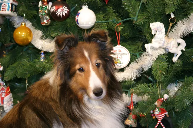 Sichere Dekoration der Hallen für Ihren Hund in dieser Weihnachtszeit 13667_1