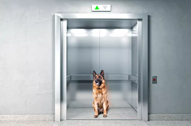 Bii o ṣe le Kọ aja rẹ lati Rin ni idakẹjẹ ni Elevator kan 13776_1