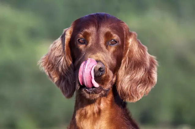 Mangpaat Suplemén Bawang Putih Pikeun Anjing 13849_1