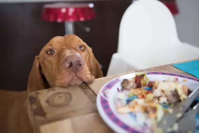 Kumaha Ngeureunkeun Anjing anjeun Ti Begging di Méja 13866_1