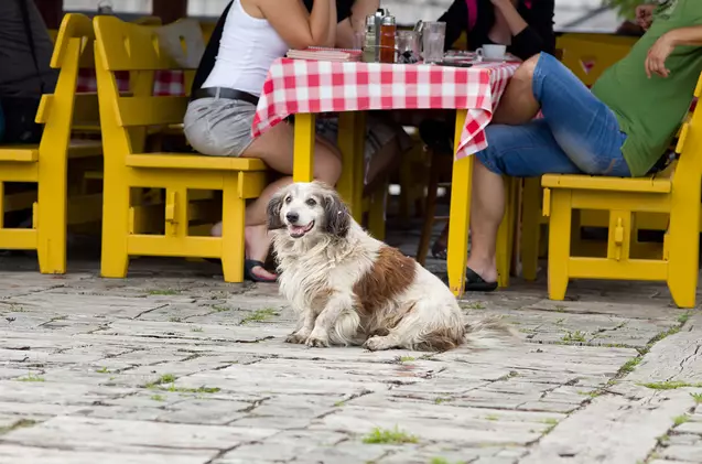 Awọn imọran Top 10 Miss Manner Fun Pooch Patio Etiquette 13872_1