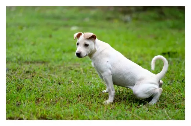 Come posso salvare il mio prato dalla pipì del cane? 13900_1