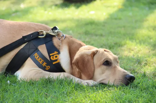 Las subvenciones de seguros ayudan a los perros policía a mantenerse seguros 140_1