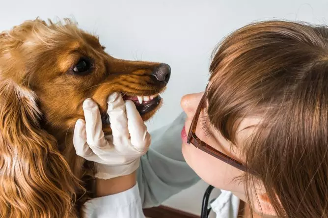 O que você deve saber sobre os custos de limpeza dental do cão 1412_1