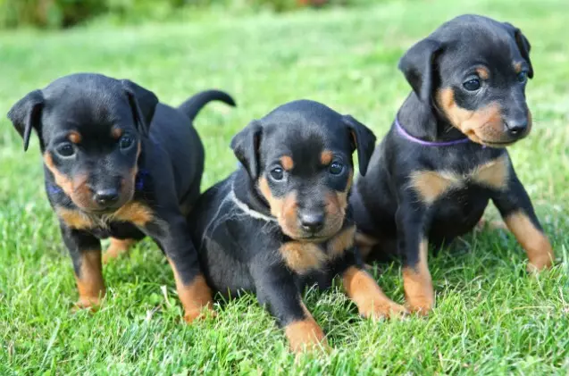 Op grûn fan sykaksjes op ynternet binne Dobermans de tophûn yn 'e FS 14195_1